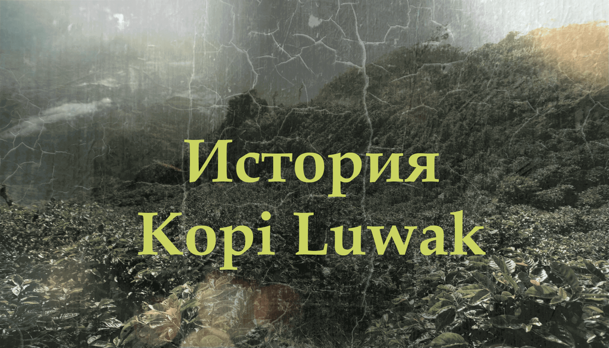 История Копи Лювак