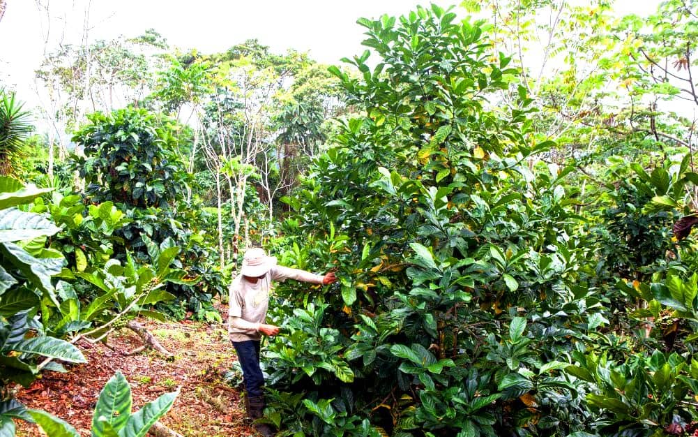 Купить Coffea Liberica, сорт кофе Либерика Киев,Украина Цена